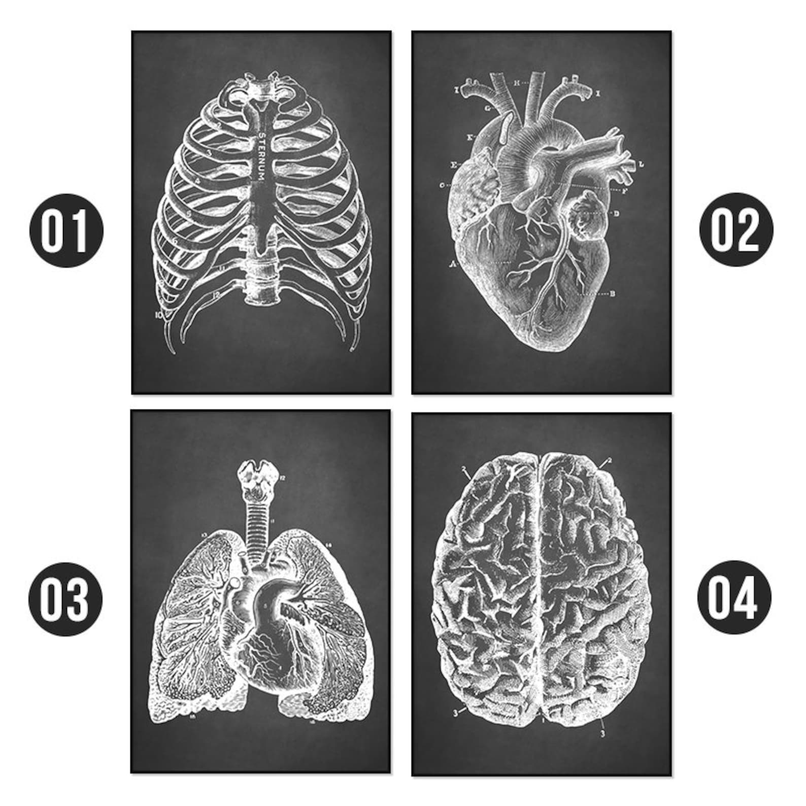 Human Anatomy Artworks | Medical Wall Pictures | Muscle Skeleton ...
