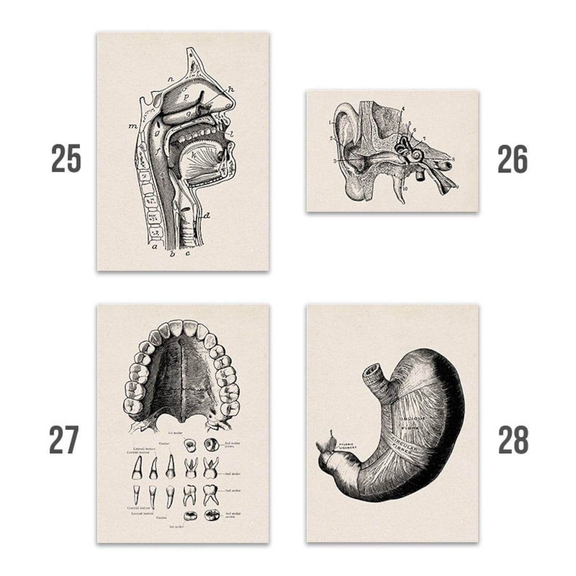 Human Anatomy Artwork Medical Wall Pictures Muscle - Etsy