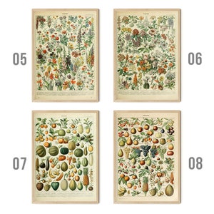 Vintage Wall Posters | Animals and Insects Wall Pictures | Mushrooms ...
