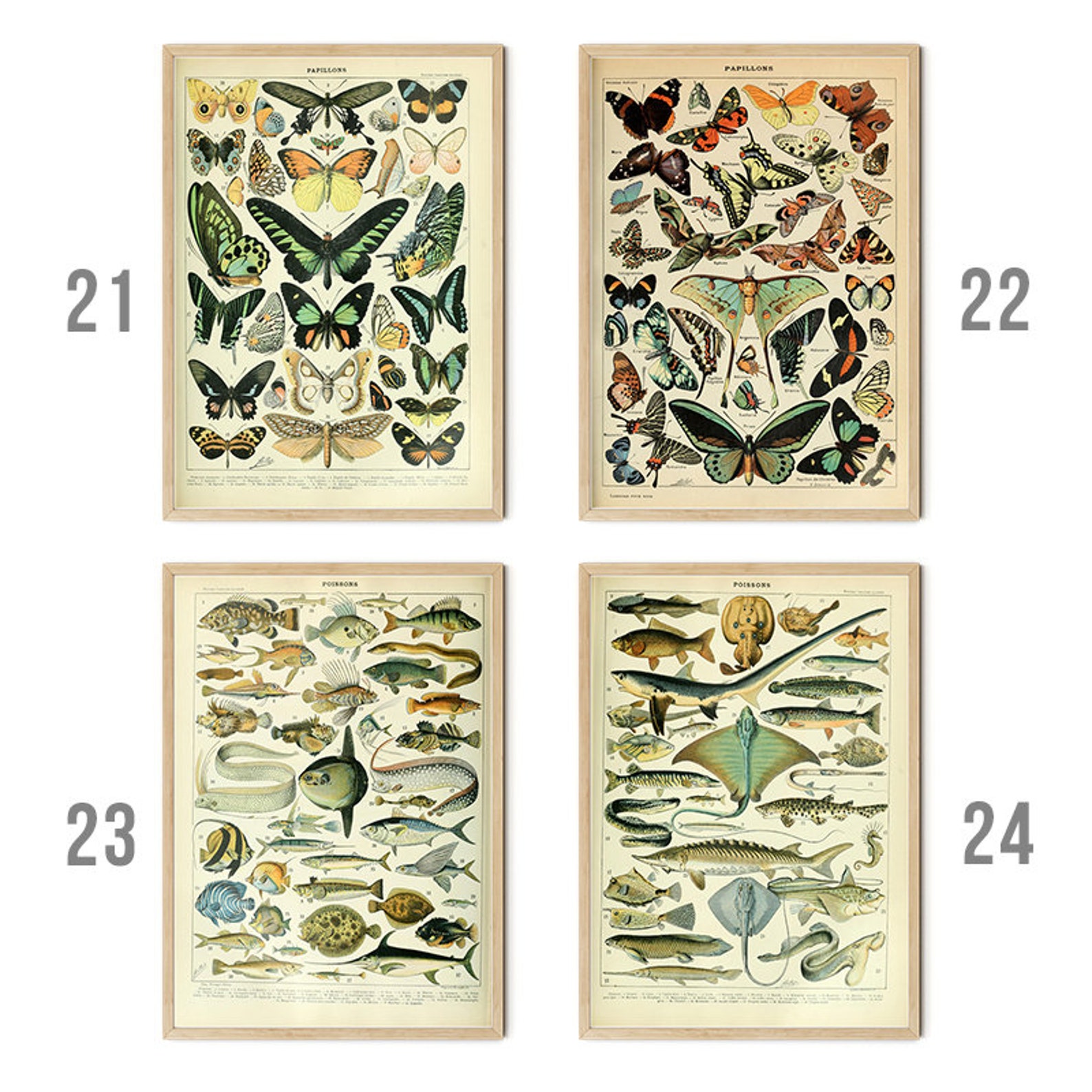 Vintage Wall Posters Animals and Insects Wall Pictures - Etsy