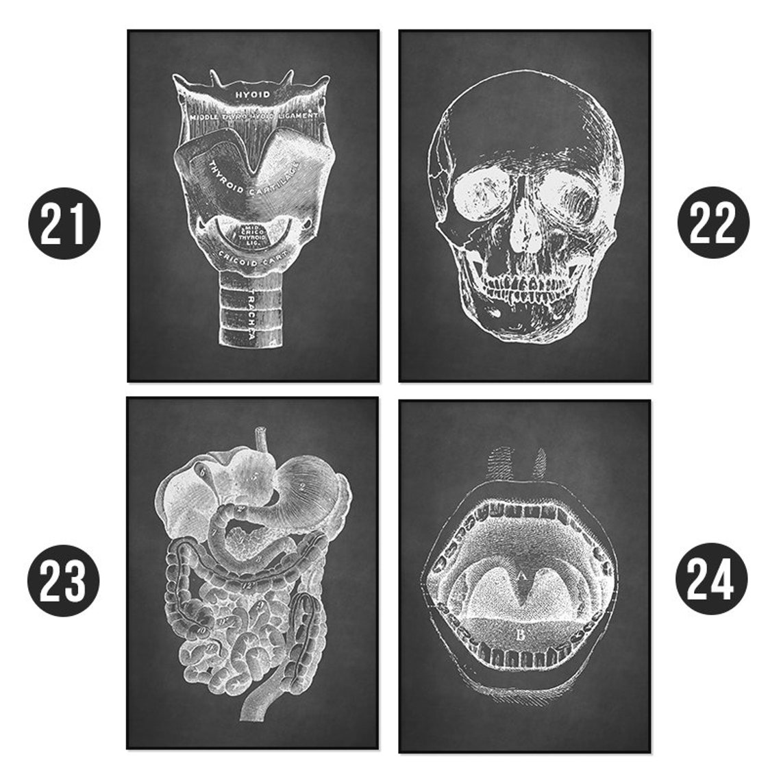 Human Anatomy Artworks Medical Wall Pictures Muscle - Etsy