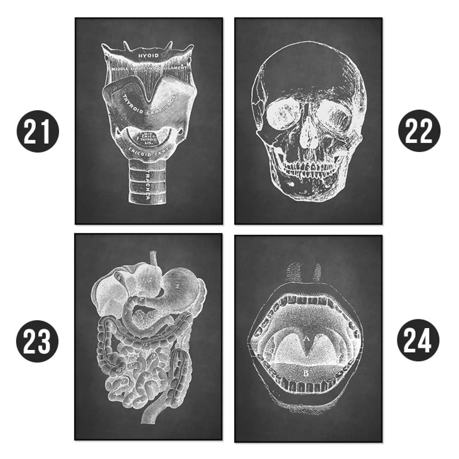 Human Anatomy Artworks Medical Wall Pictures Muscle - Etsy