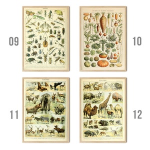 Vintage Wall Posters | Animals and Insects Wall Pictures | Mushrooms ...