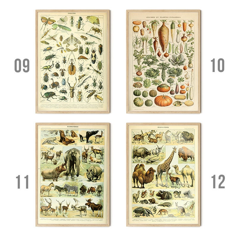 Vintage Wall Posters Animals and Insects Wall Pictures - Etsy