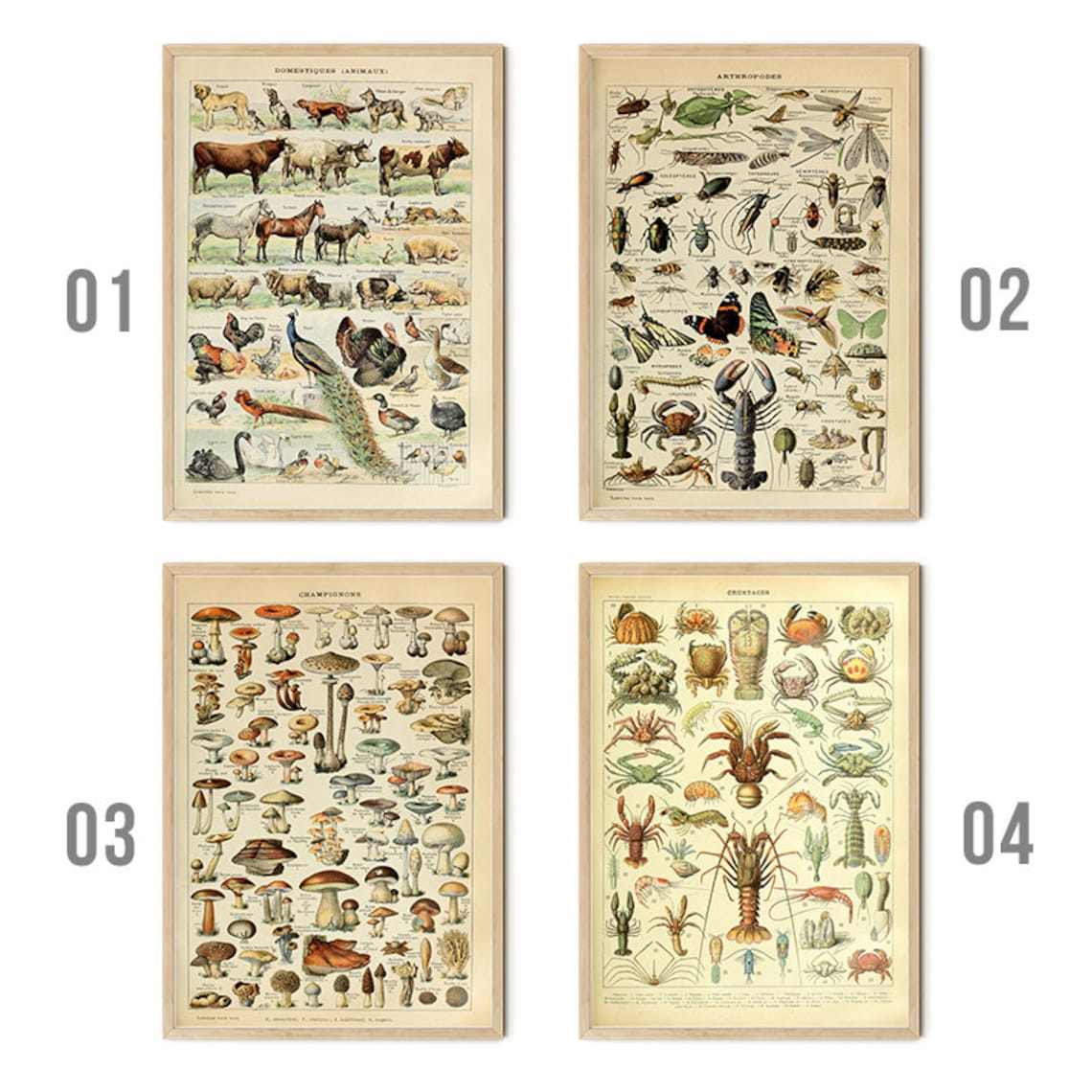 Vintage Wall Posters Animals and Insects Wall Pictures - Etsy
