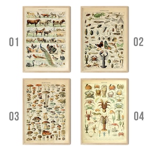 Vintage Wall Posters | Animals and Insects Wall Pictures | Mushrooms ...