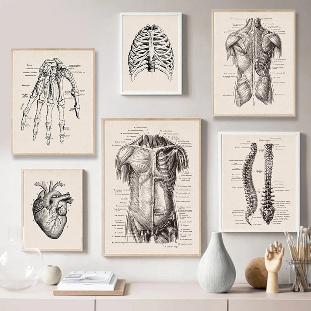 Human Anatomy Artwork | Medical Wall Pictures | Muscle Skeleton Vintage ...