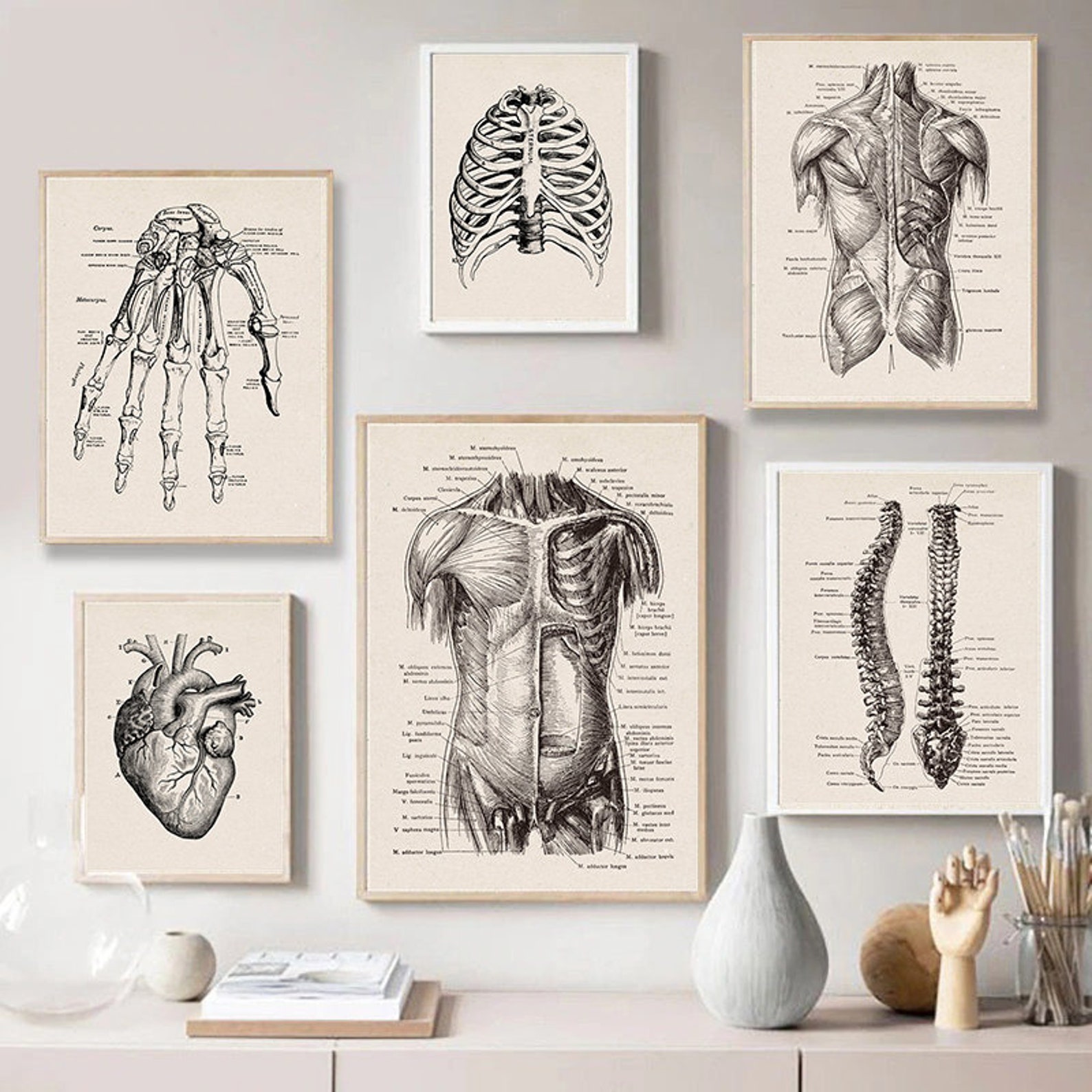 Human Anatomy Artwork Medical Wall Pictures Muscle - Etsy