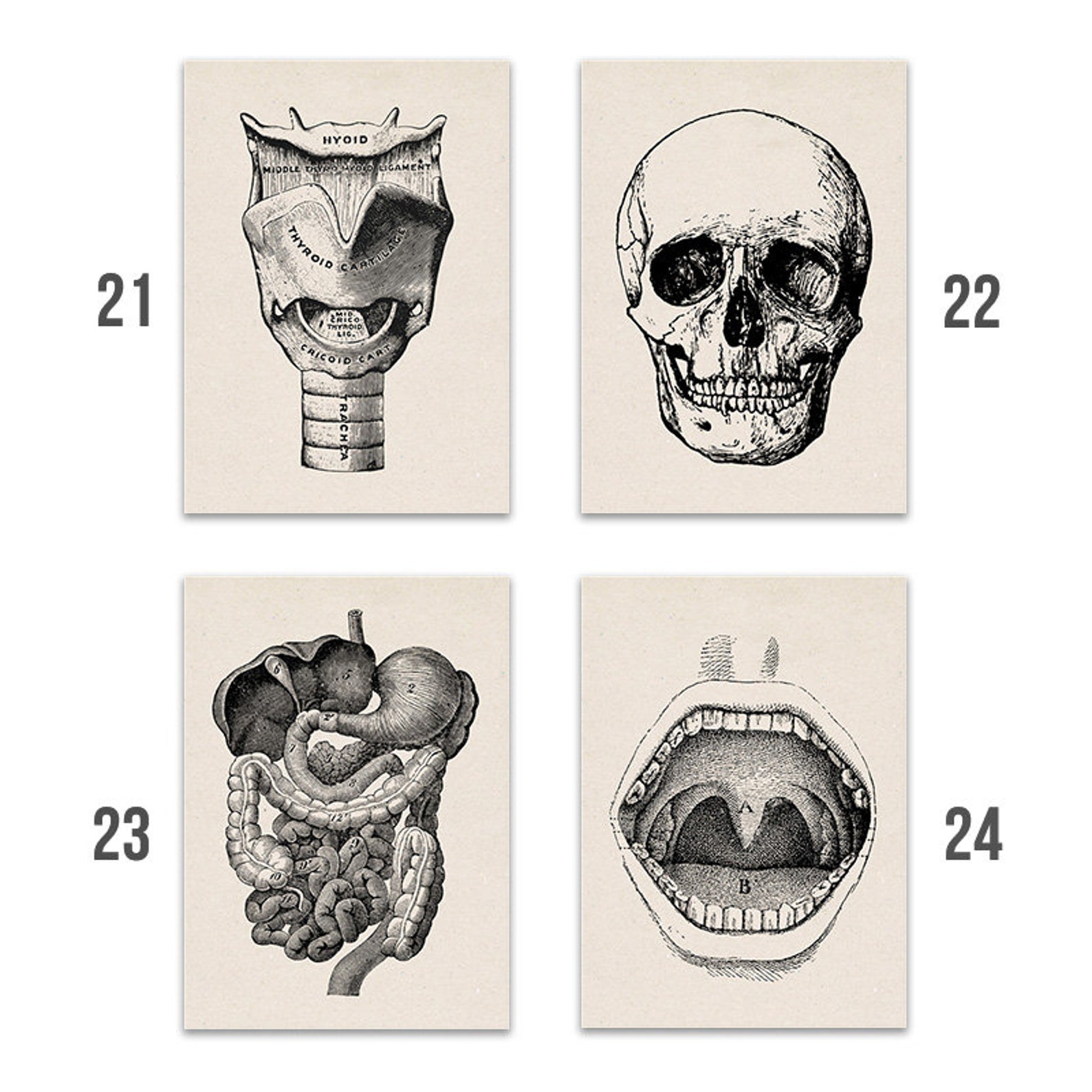 Human Anatomy Artwork Medical Wall Pictures Muscle - Etsy