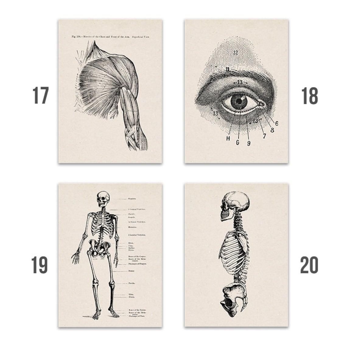 Human Anatomy Artwork Medical Wall Pictures Muscle - Etsy