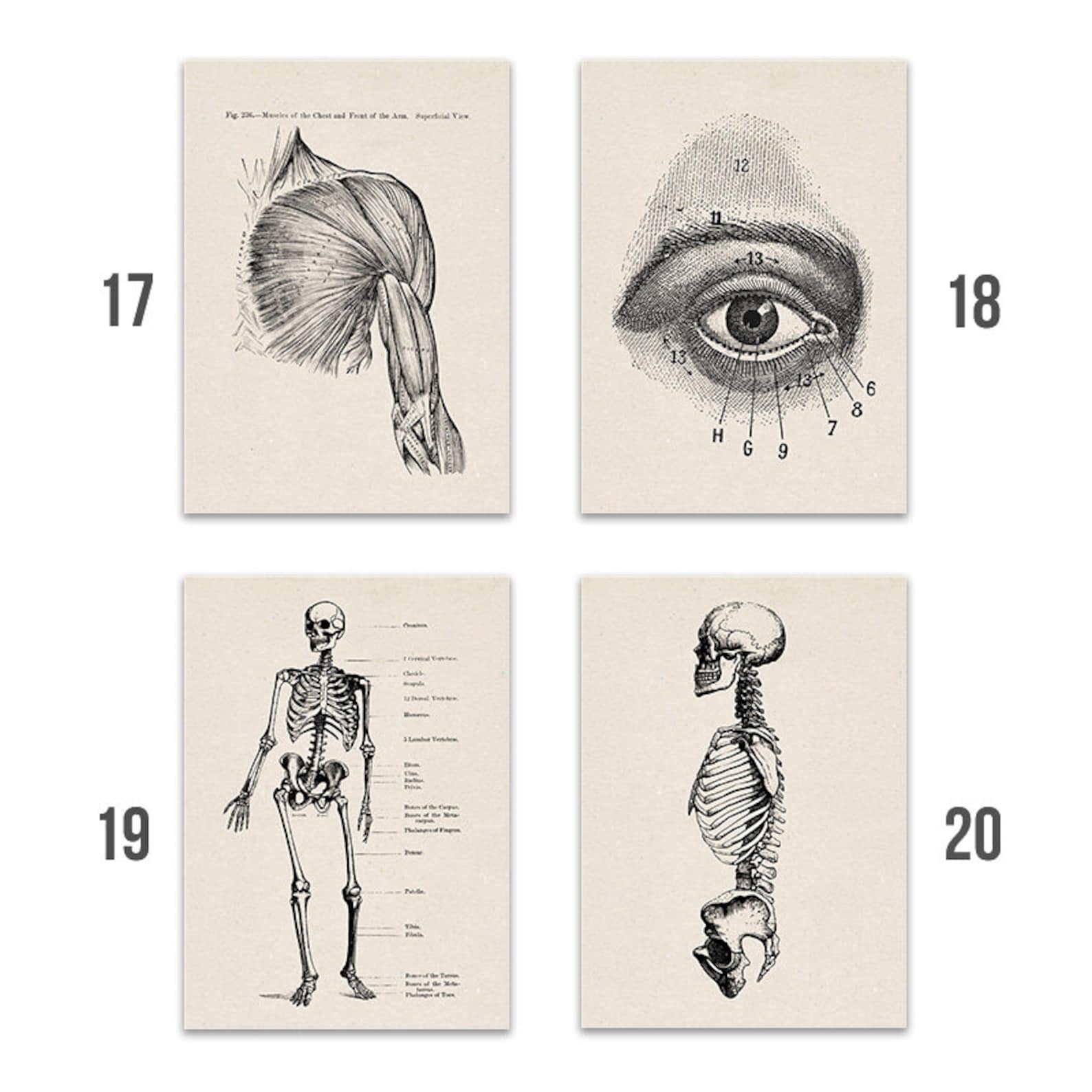 Human Anatomy Artwork Medical Wall Pictures Muscle - Etsy