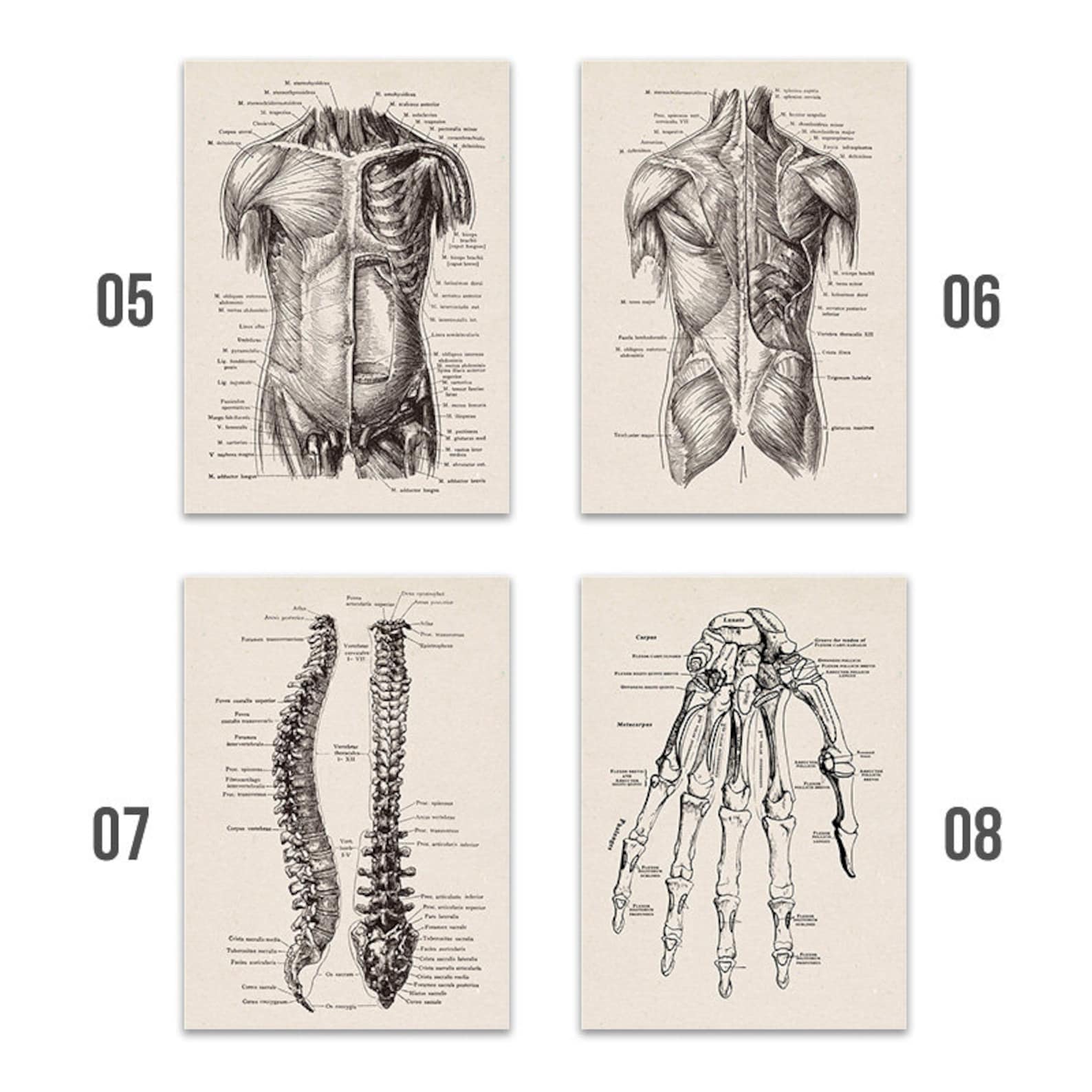 Human Anatomy Artwork Medical Wall Pictures Muscle - Etsy