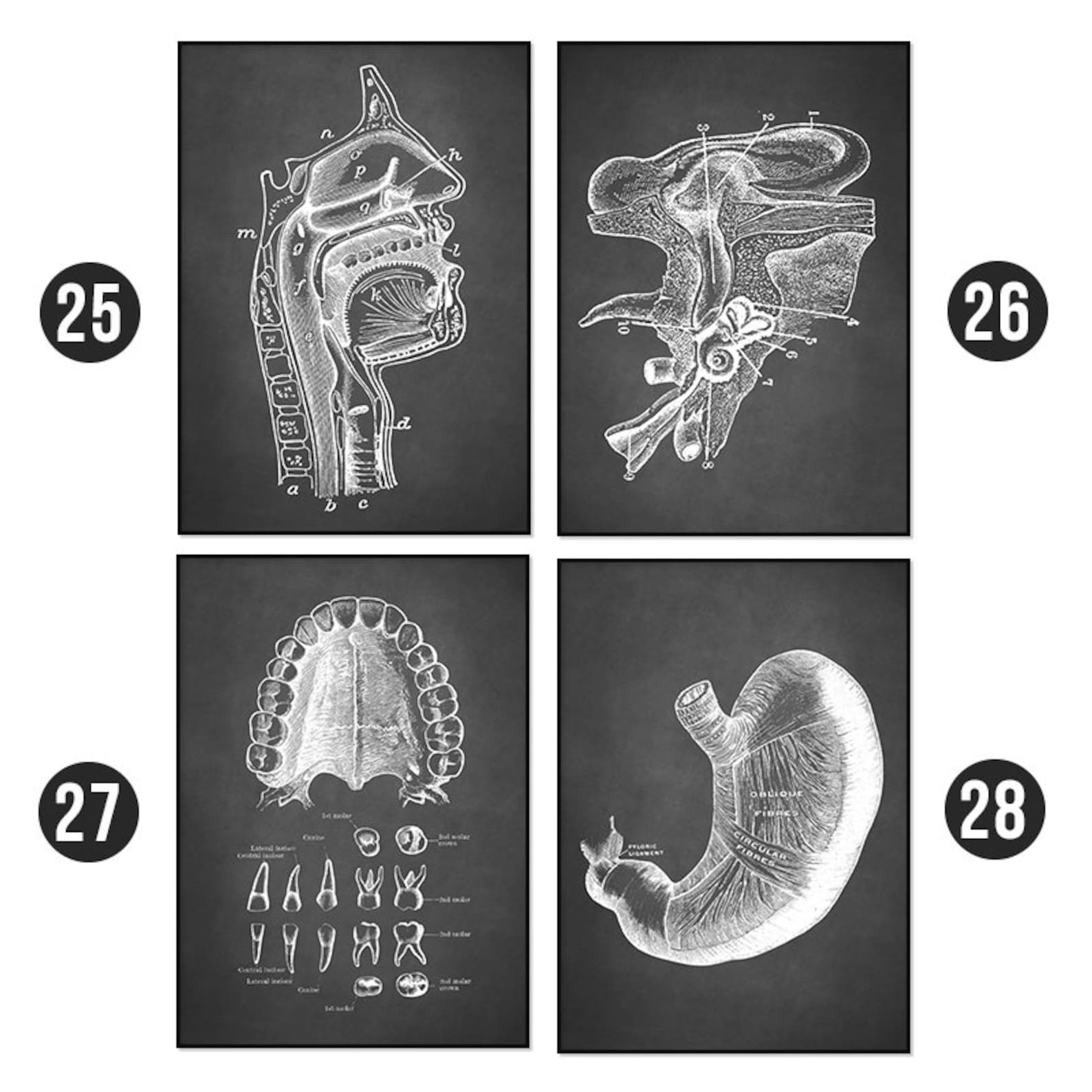 Human Anatomy Artworks Medical Wall Pictures Muscle - Etsy