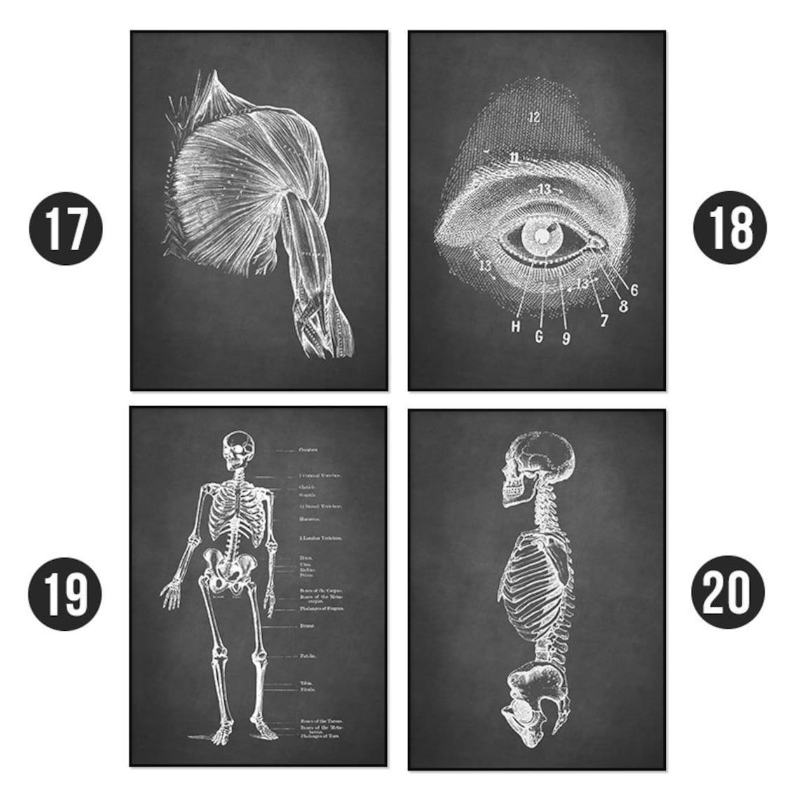 Human Anatomy Artworks Medical Wall Pictures Muscle - Etsy