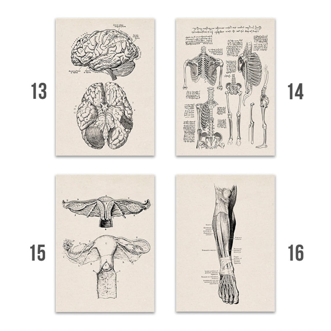 Human Anatomy Artwork Medical Wall Pictures Muscle - Etsy