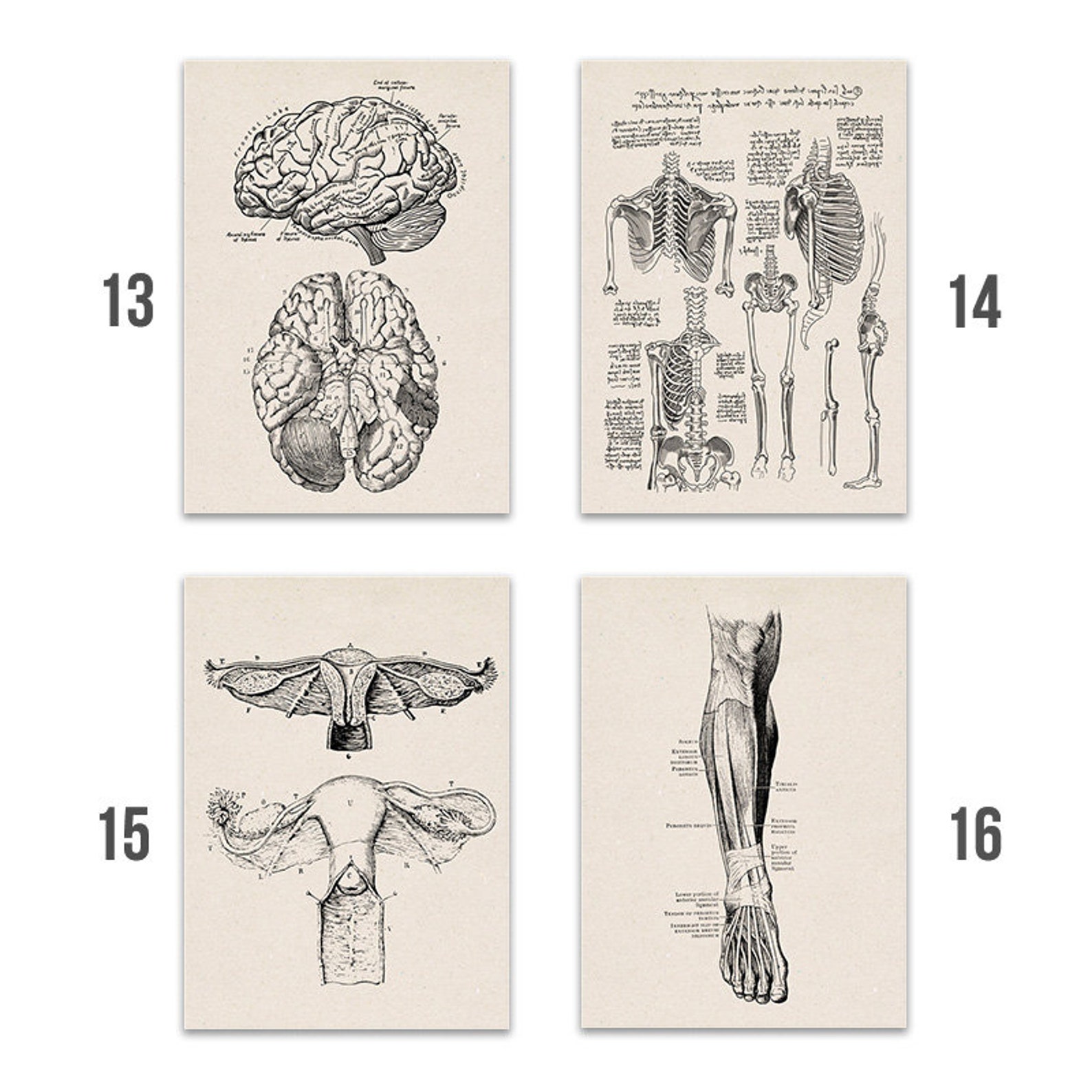 Human Anatomy Artwork Medical Wall Pictures Muscle - Etsy