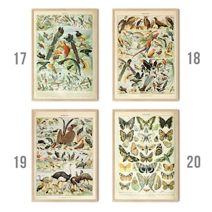 Vintage Wall Posters | Animals and Insects Wall Pictures | Mushrooms ...