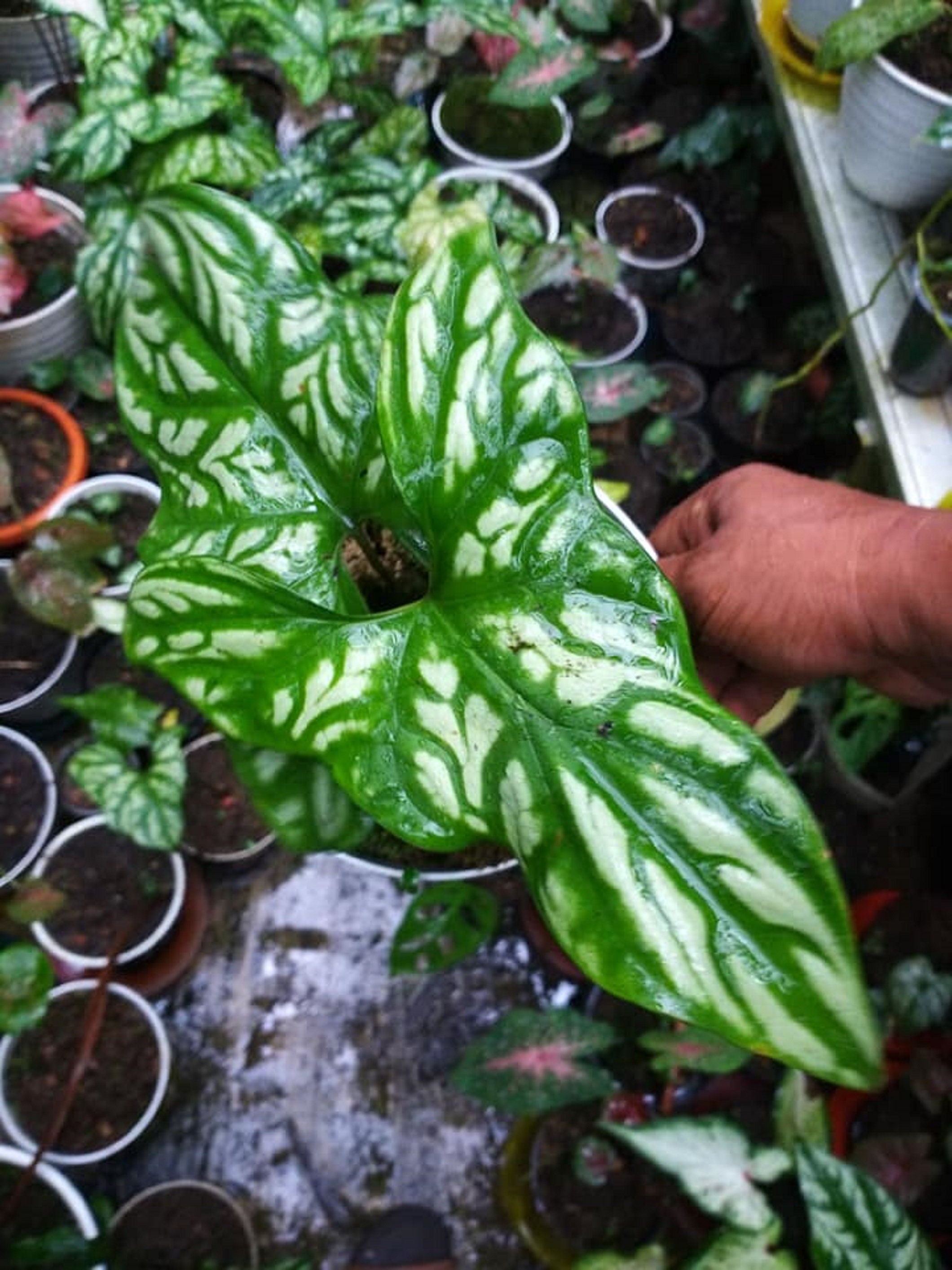 Cercestis Mirabilis Plant / By Ship DHL Express | Etsy