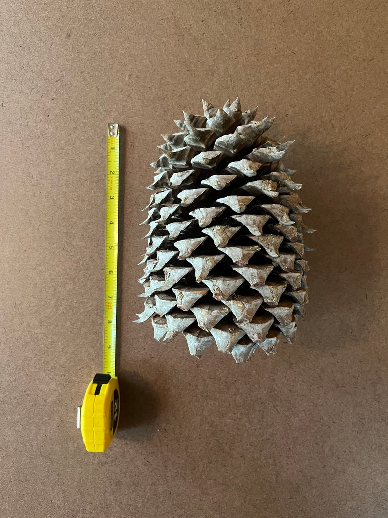 Large Pine Cone (digger) - Etsy