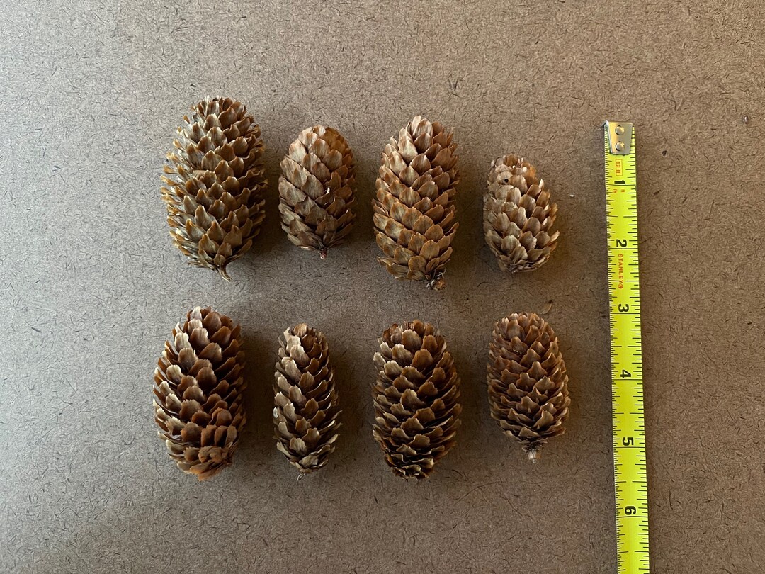 Rare Spruce Pine Cones - Craft Supplies, Holiday or Natural Decor ...