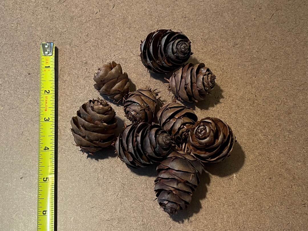 Pine Cones - Rare - From Asian Pine Tree - Etsy