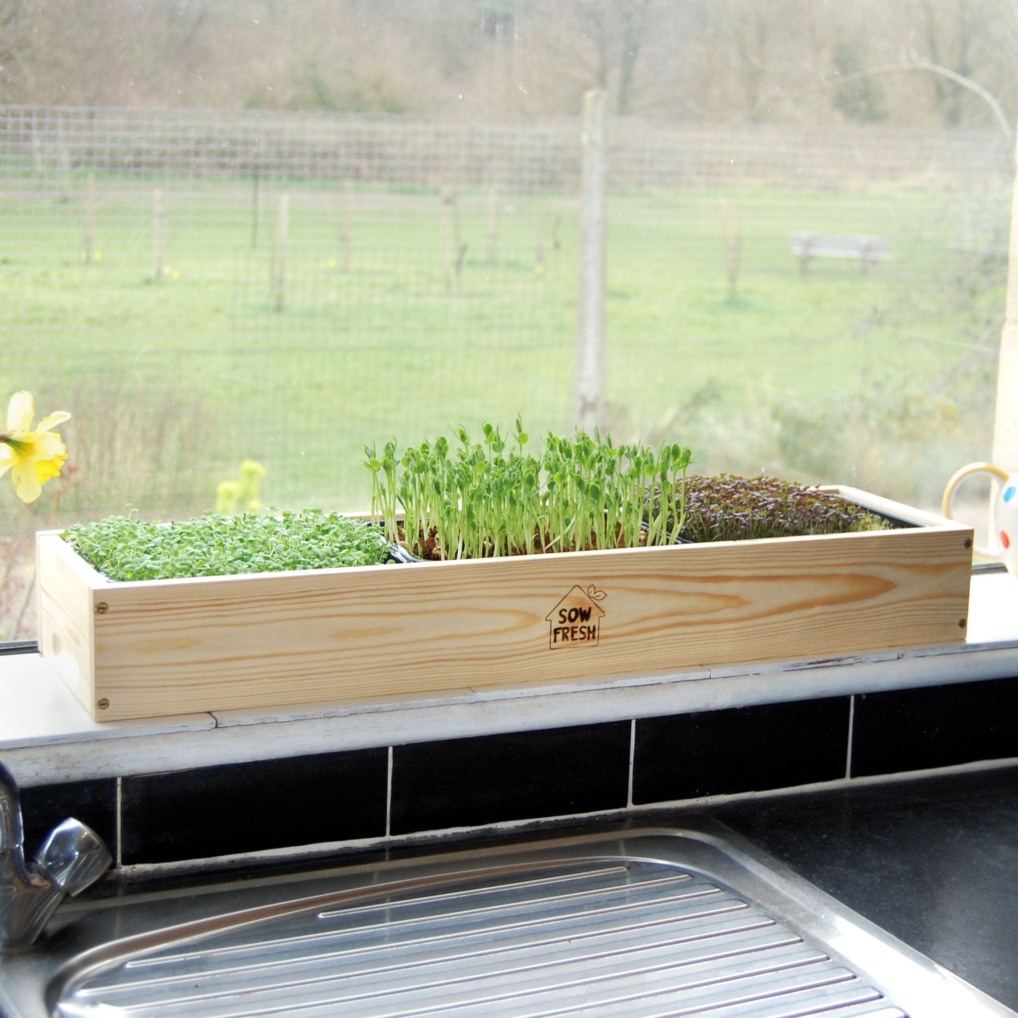 The Chomper: Microgreens Grow Kit - Etsy