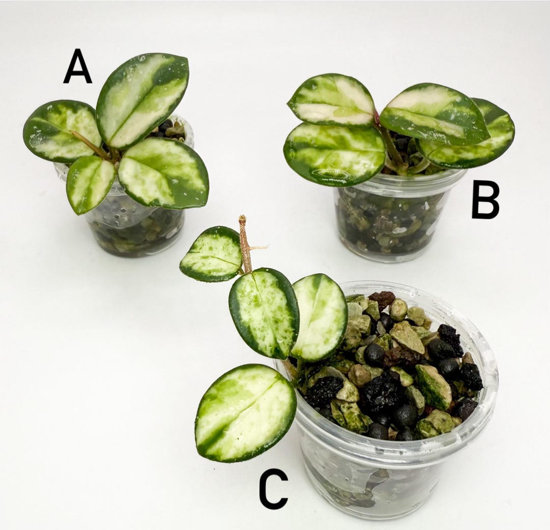 US Seller - Hoya Mathilde Variegated - Etsy