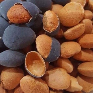 200 Fruits of Tamarind Fruitsyooyiblack Velvet Tamarind-dialium ...