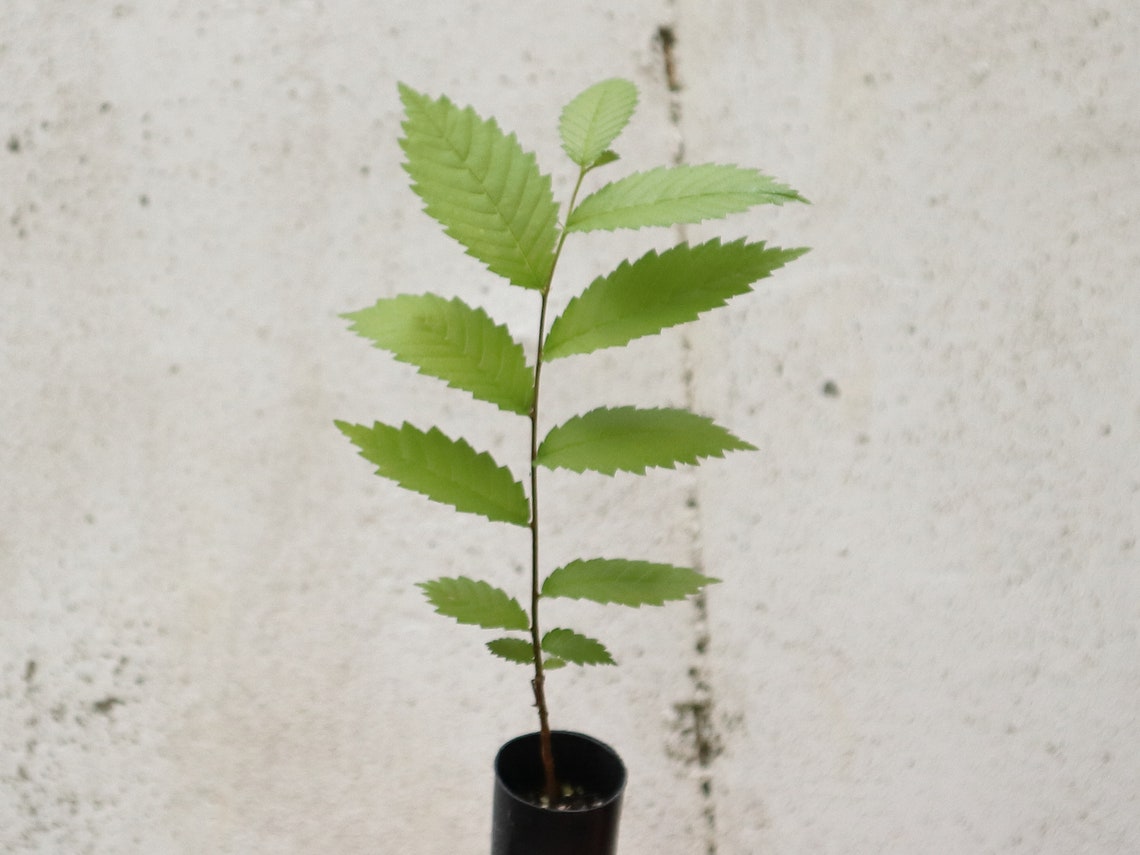 American Elm Sapling Ulmus Americana | Etsy UK