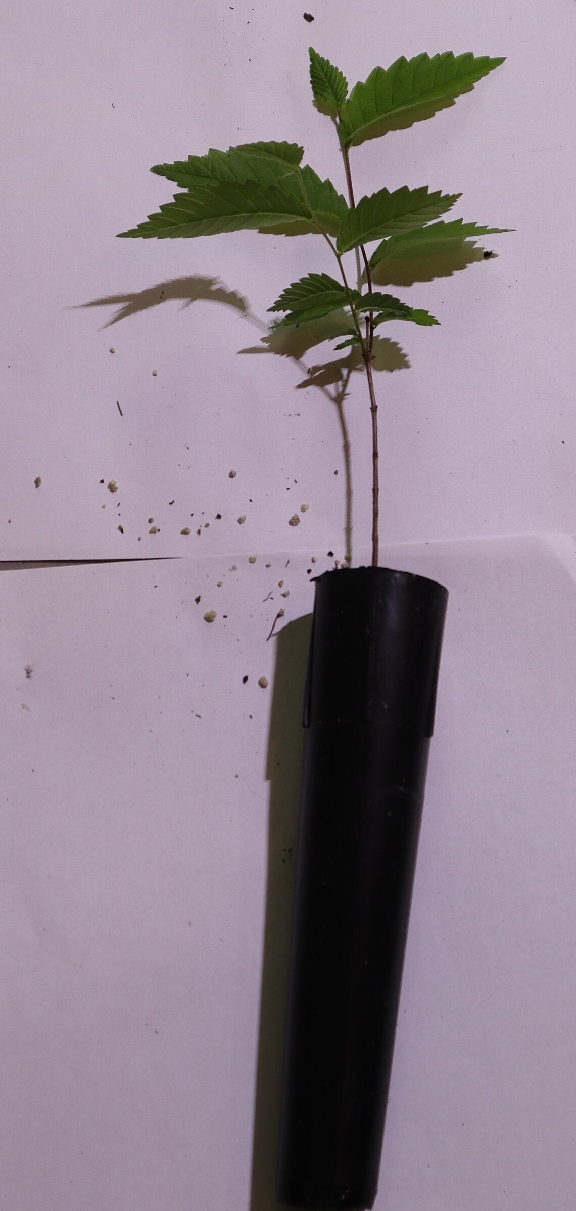 American Elm Sapling Ulmus Americana | Etsy UK