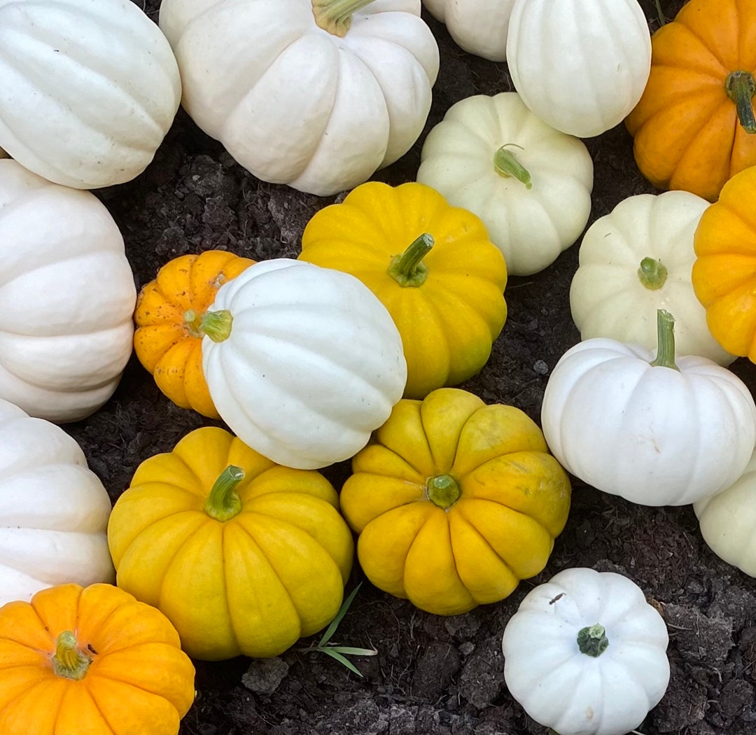 Organic Mini Pumpkin Seeds - Etsy