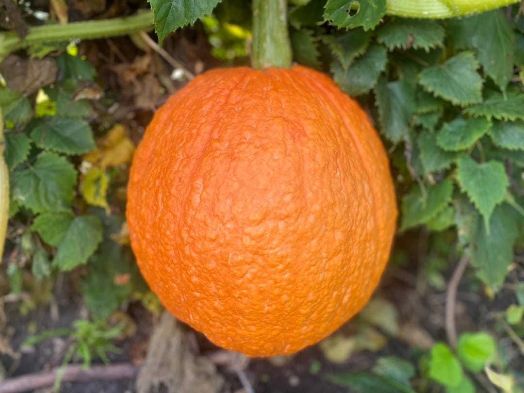 Pumpkin Seeds - Red Warty Thing - Etsy