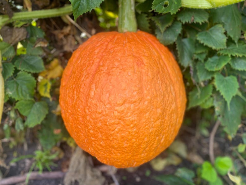 Pumpkin Seeds - Red Warty Thing - Etsy