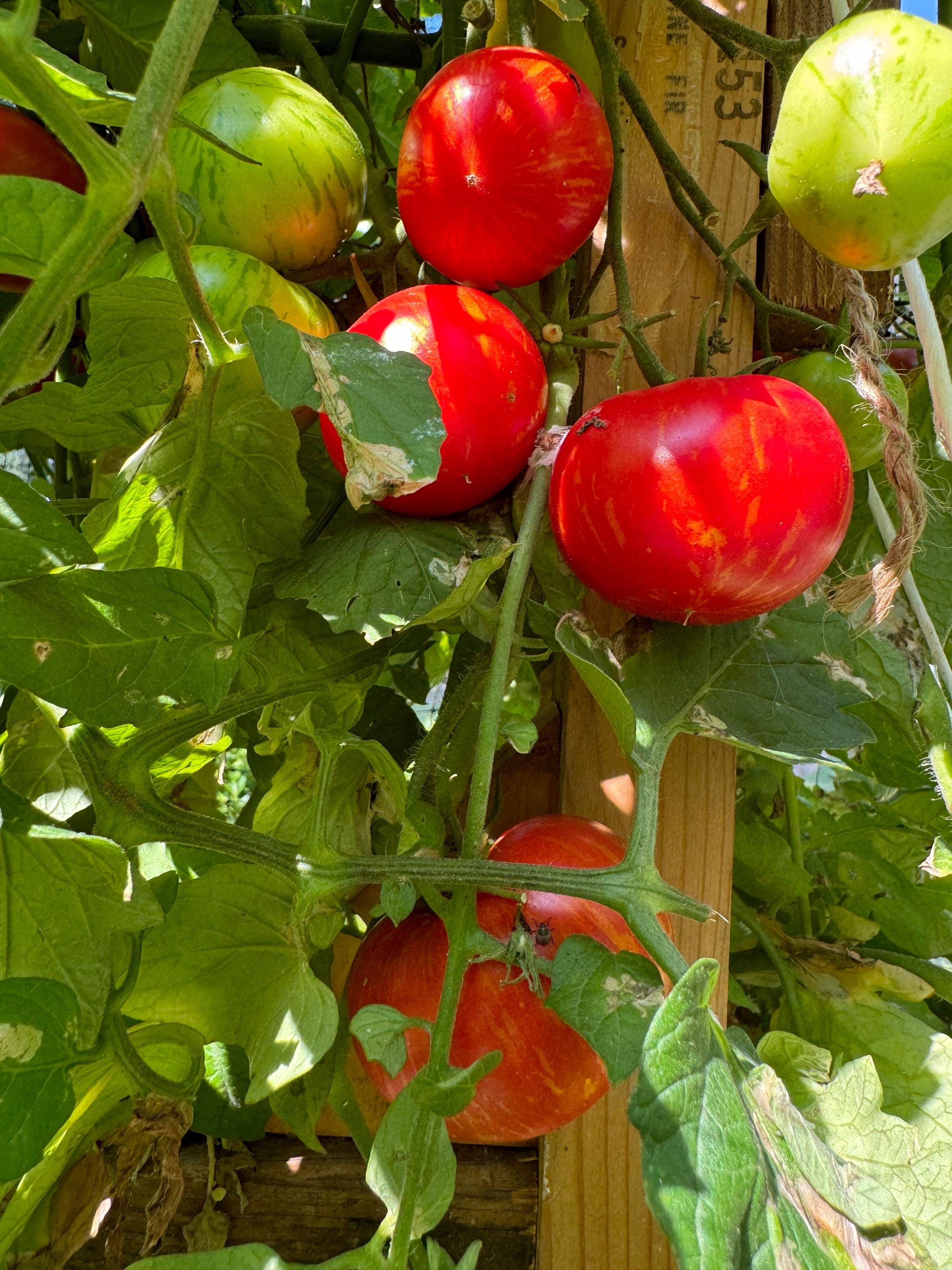 Tomato Seeds - Sky Reacher - Etsy