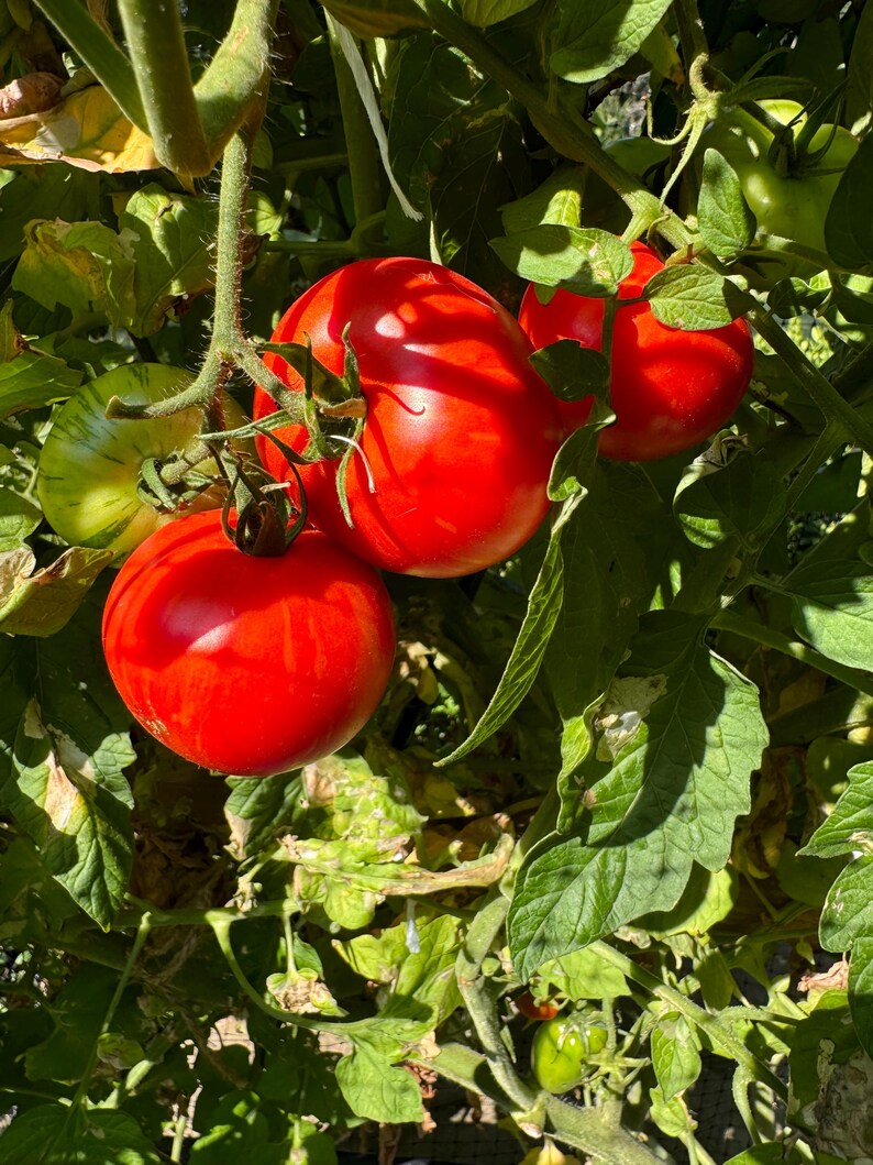Tomato Seeds - Sky Reacher - Etsy