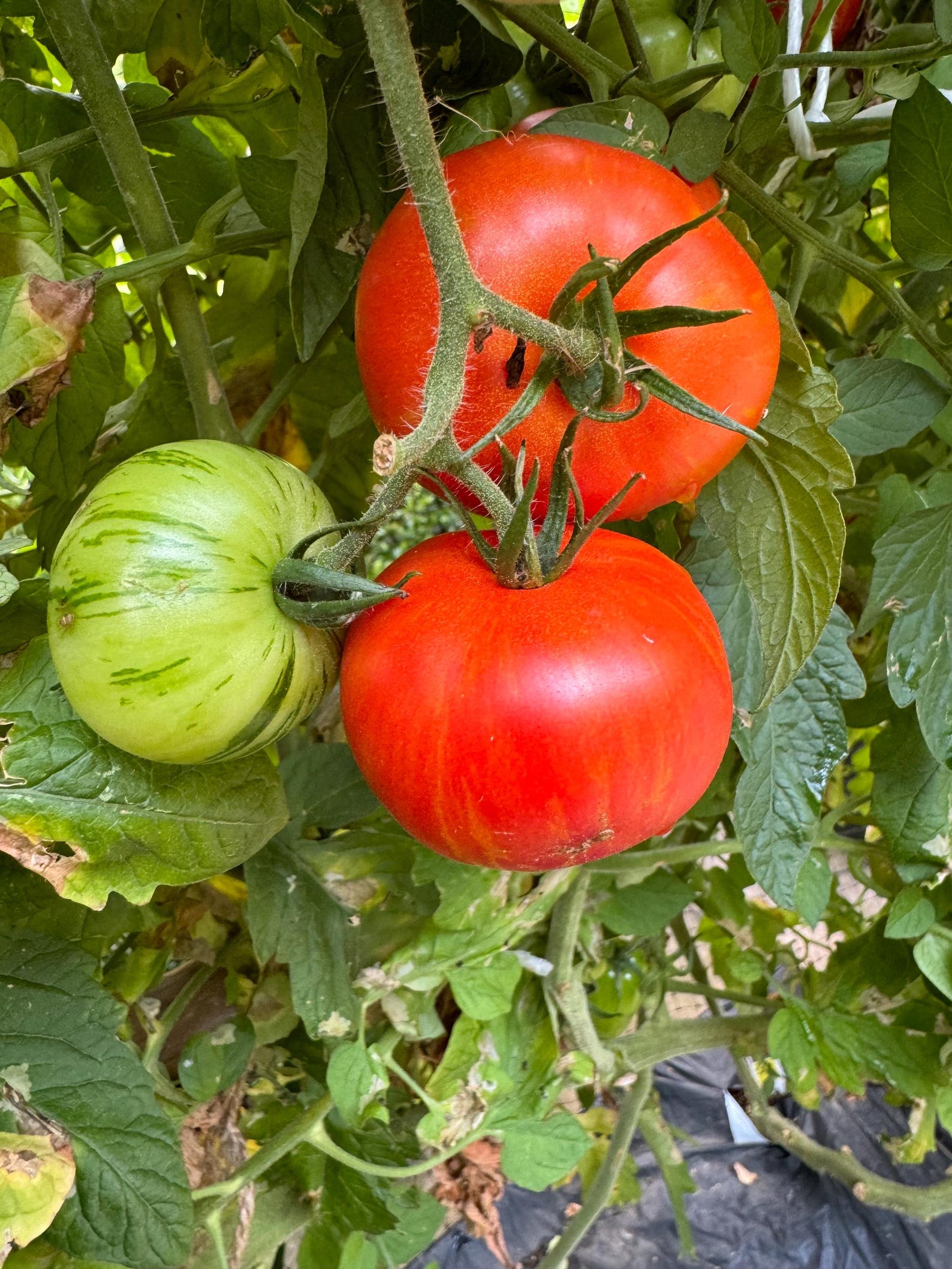 Tomato Seeds - Sky Reacher - Etsy