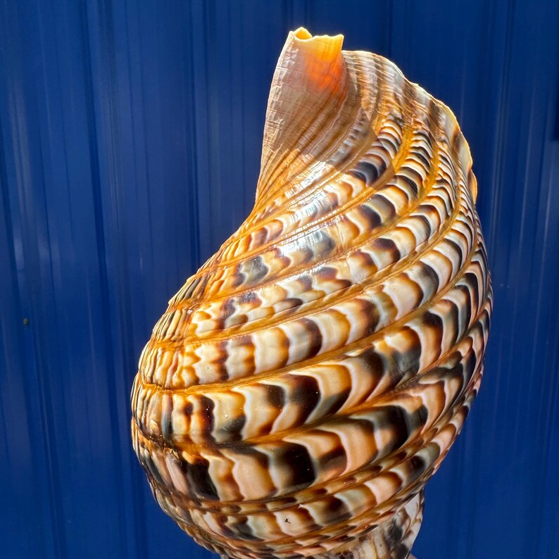 RARE Tritons Trumpet Shell Sea Clam Healing Antique Sea Shell Beach ...