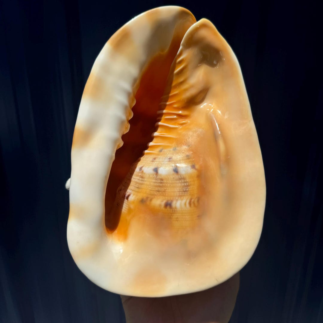 LARGE Queen Horned Helmet Conch Shell Sea Clam Healing Antique Seashell ...