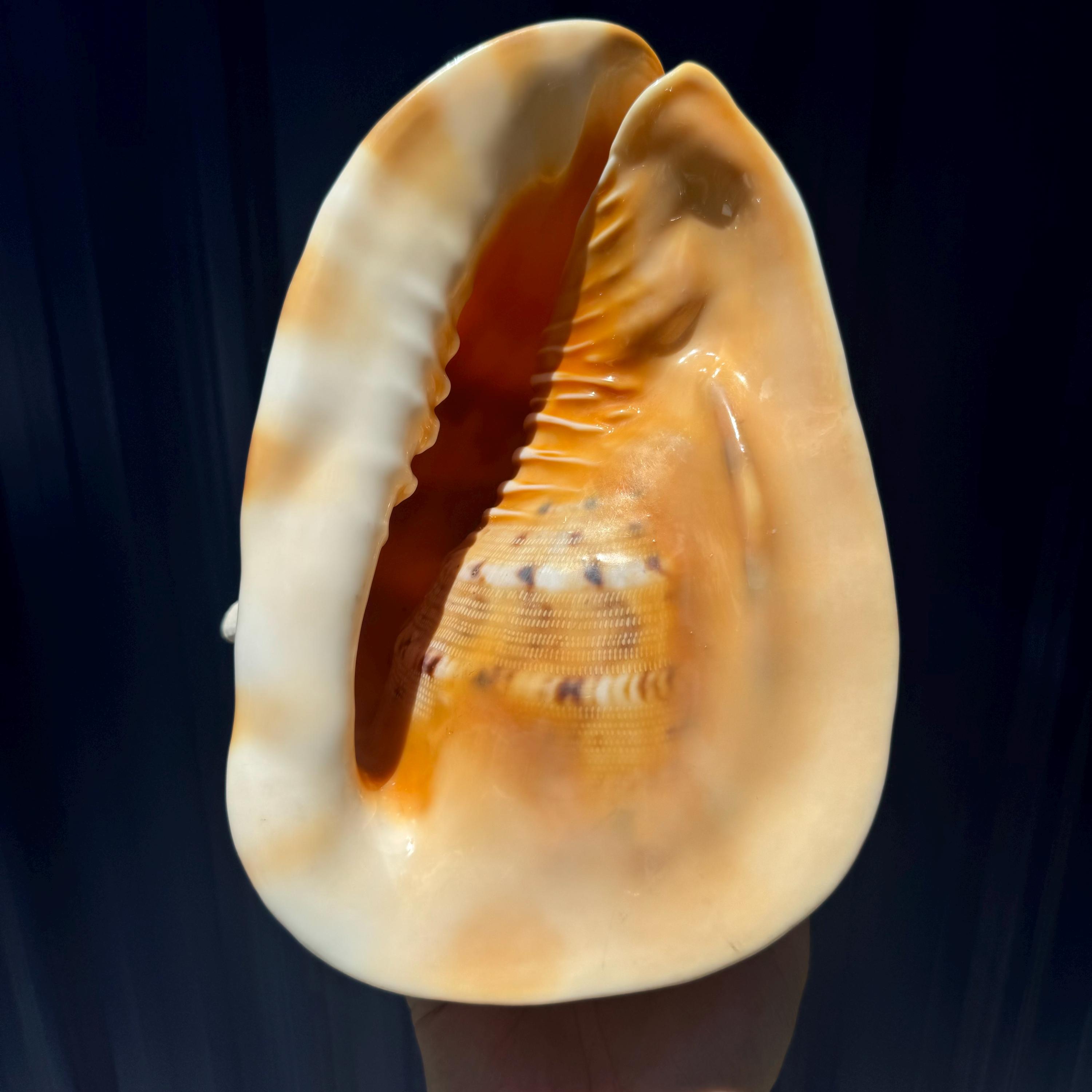 LARGE Queen Horned Helmet Conch Shell Sea Clam Healing Antique Seashell ...