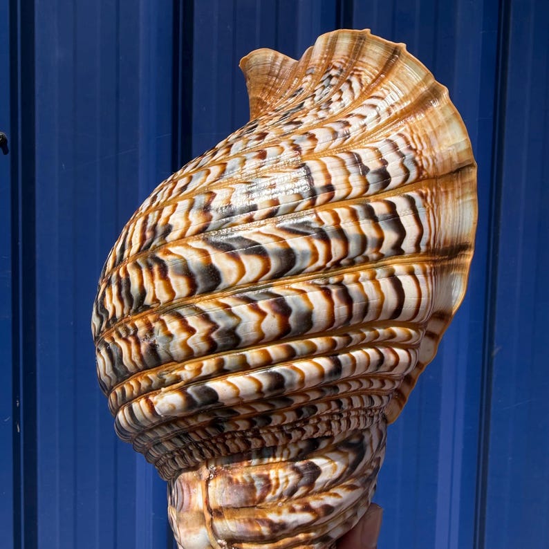 RARE! 35.5cm LARGE Triton’s Trumpet Shell Sea Clam Healing Antique Sea ...