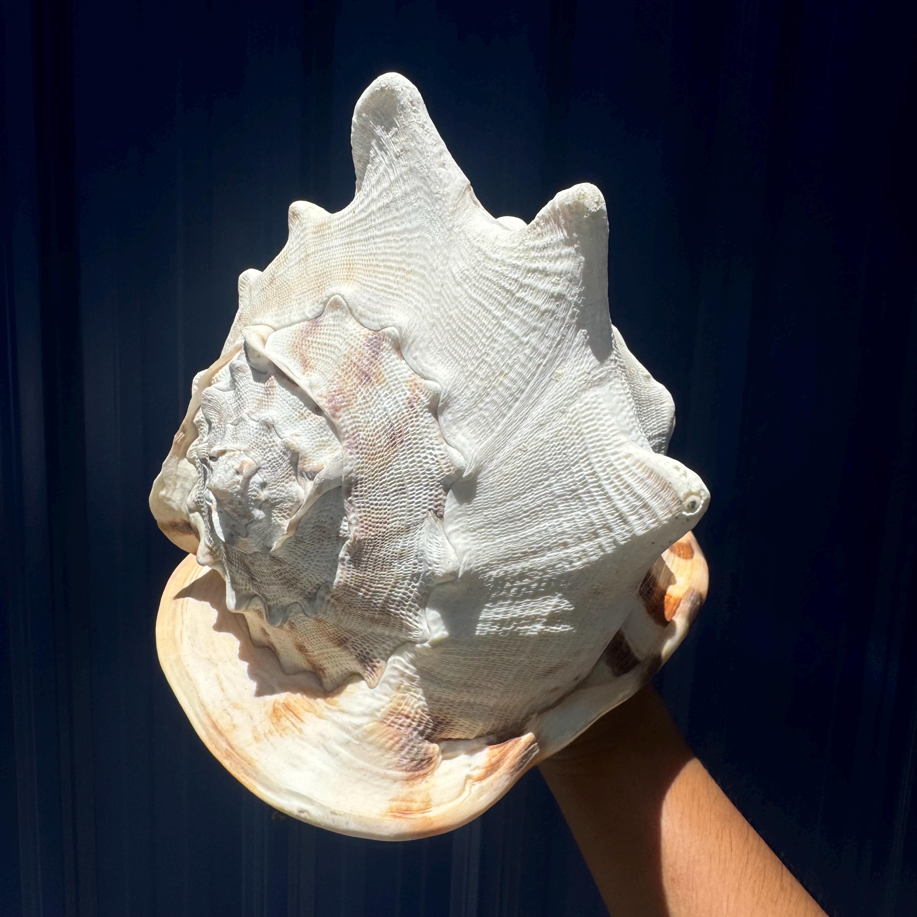 LARGE Queen Horned Helmet Conch Shell Sea Clam Healing Antique Seashell ...
