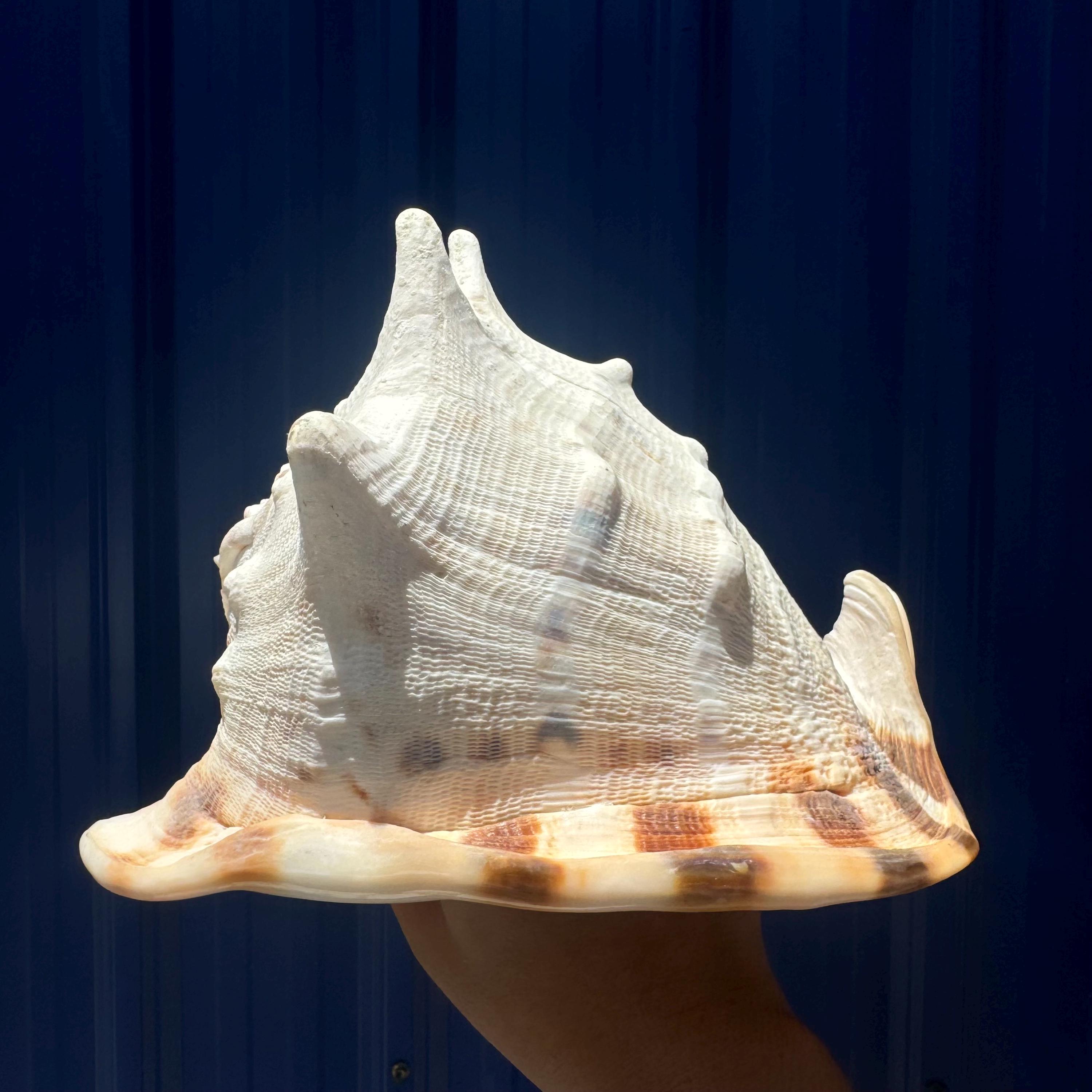 LARGE Queen Horned Helmet Conch Shell Sea Clam Healing Antique Seashell ...