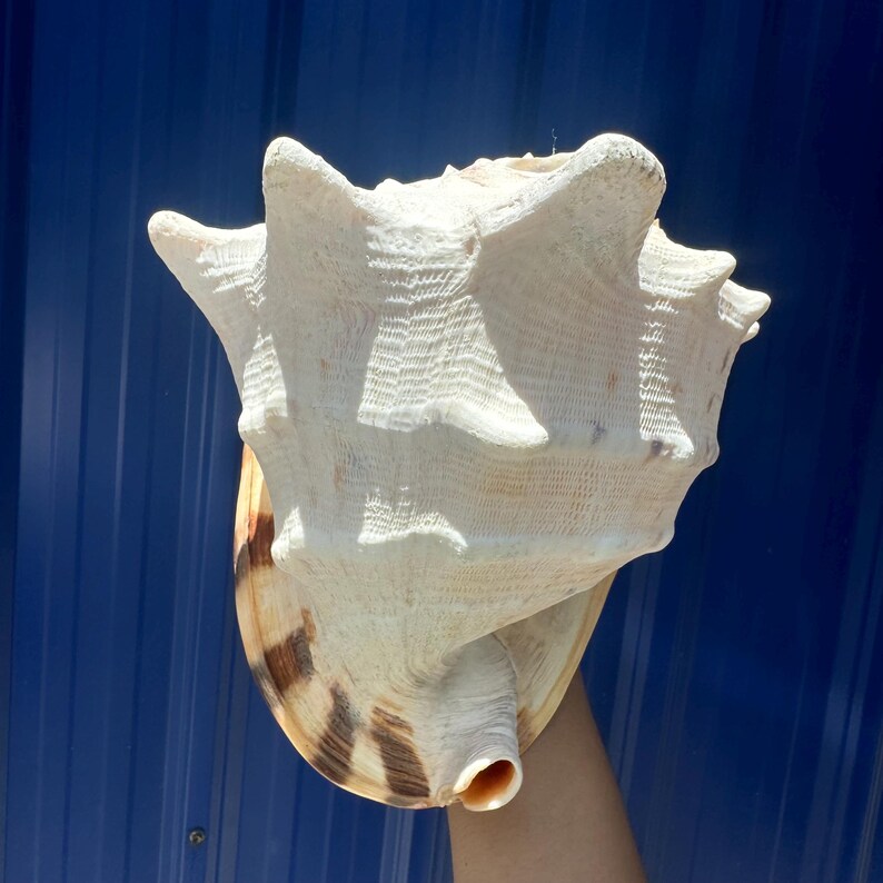 LARGE Queen Horned Helmet Conch Shell Sea Clam Healing Antique Seashell ...