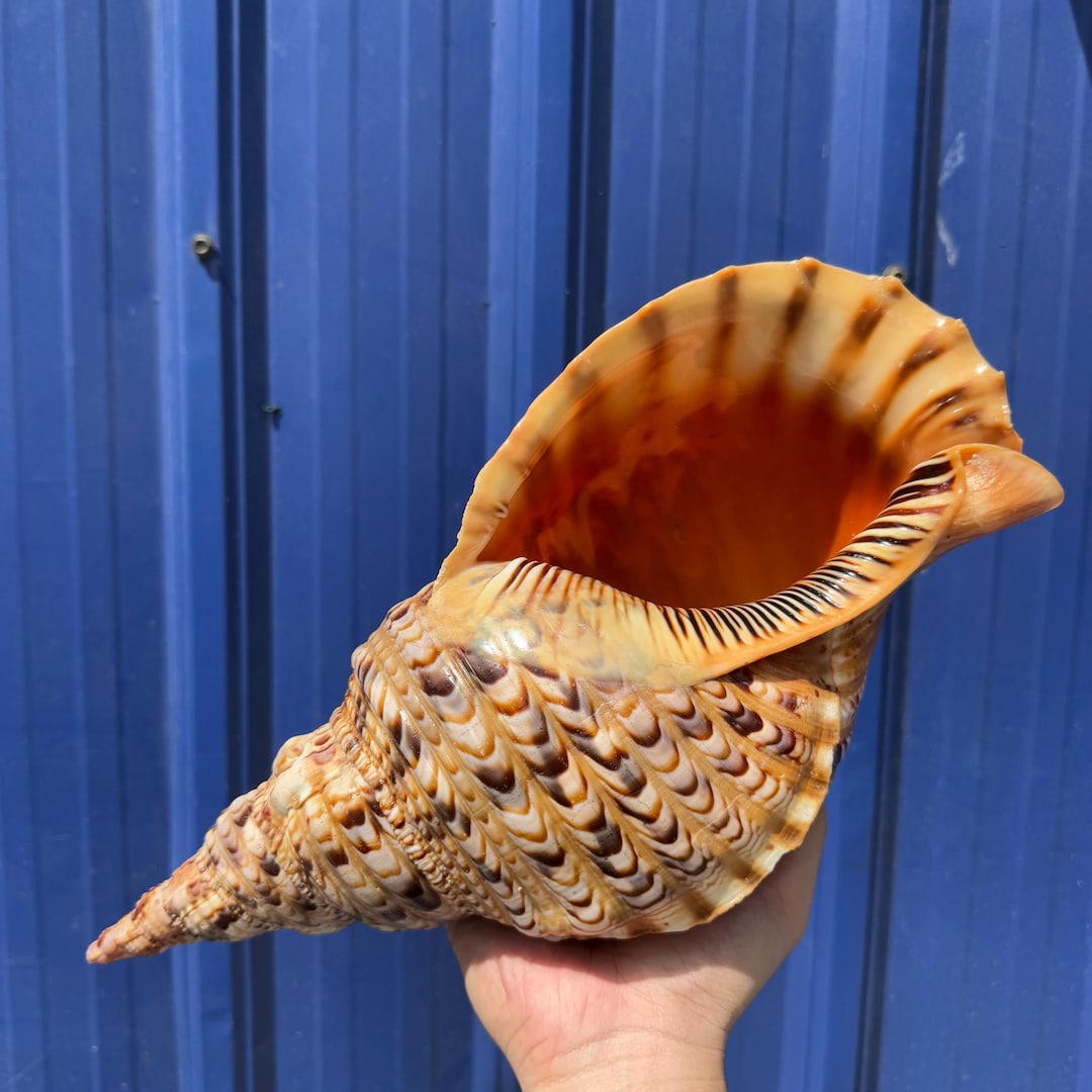 RARE! 35cm LARGE Triton’s Trumpet Shell Sea Clam Healing Antique Sea ...