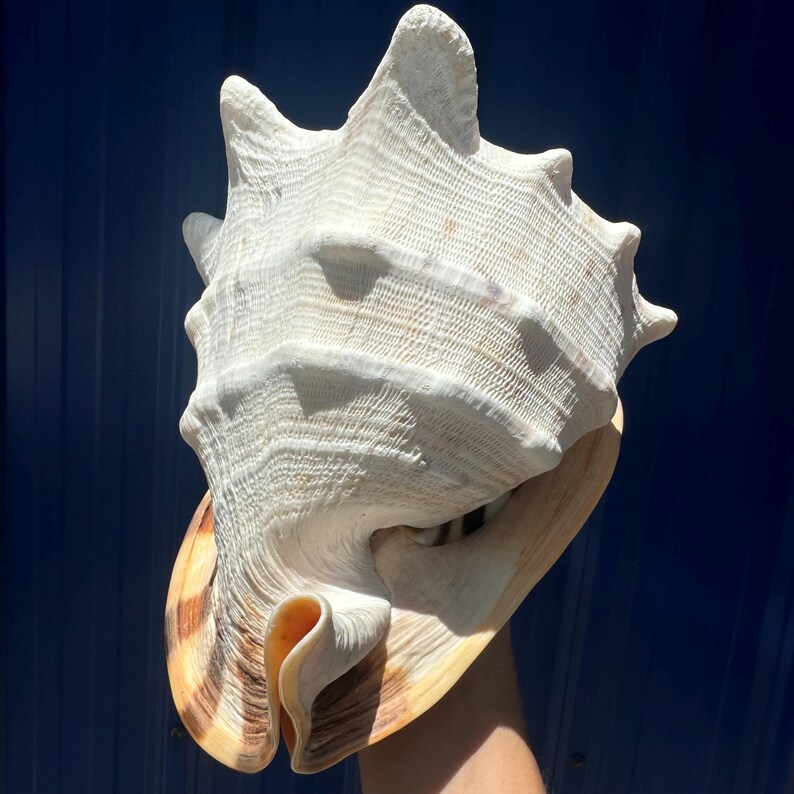 LARGE Queen Horned Helmet Conch Shell Sea Clam Healing Antique Seashell ...