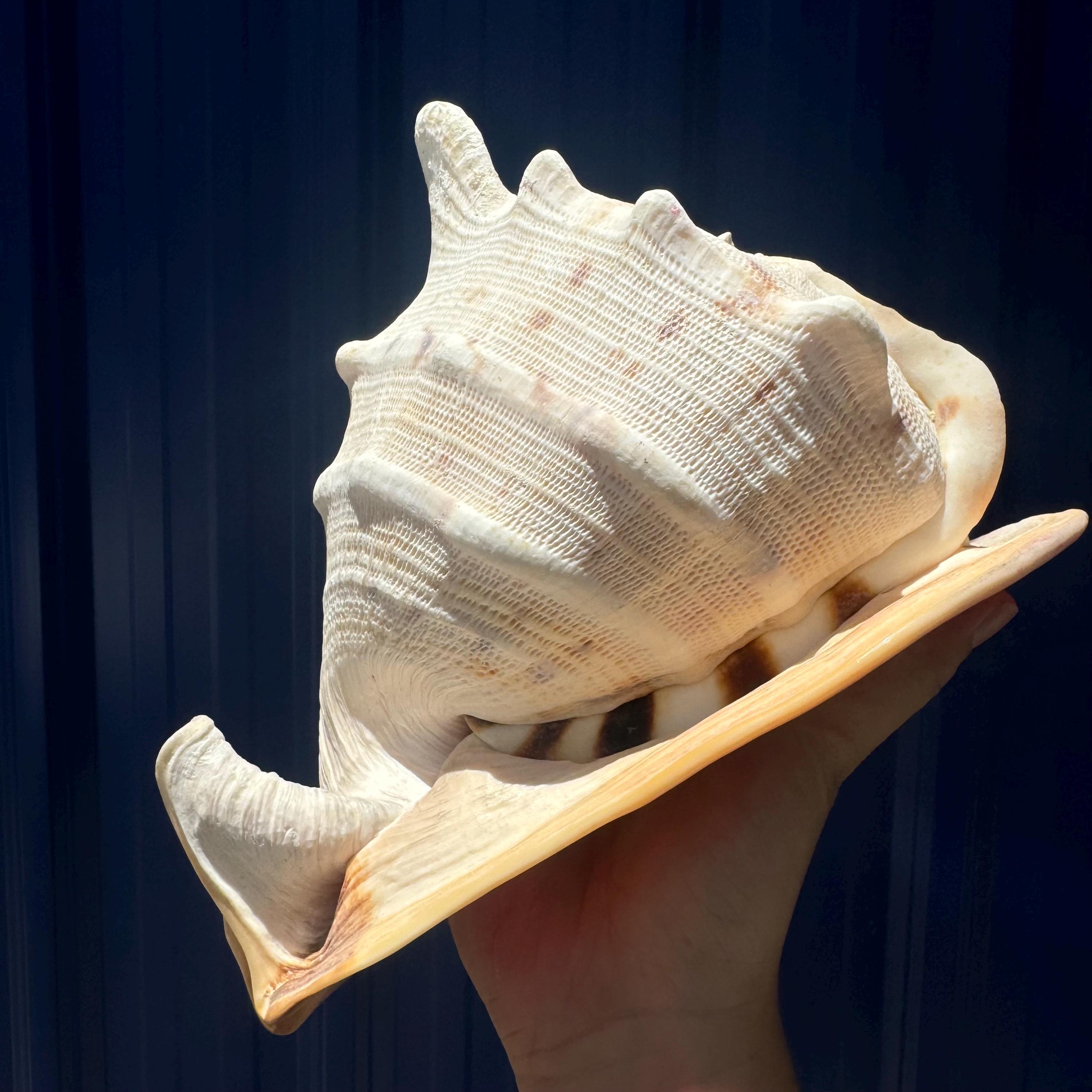 LARGE Queen Horned Helmet Conch Shell Sea Clam Healing Antique Seashell ...