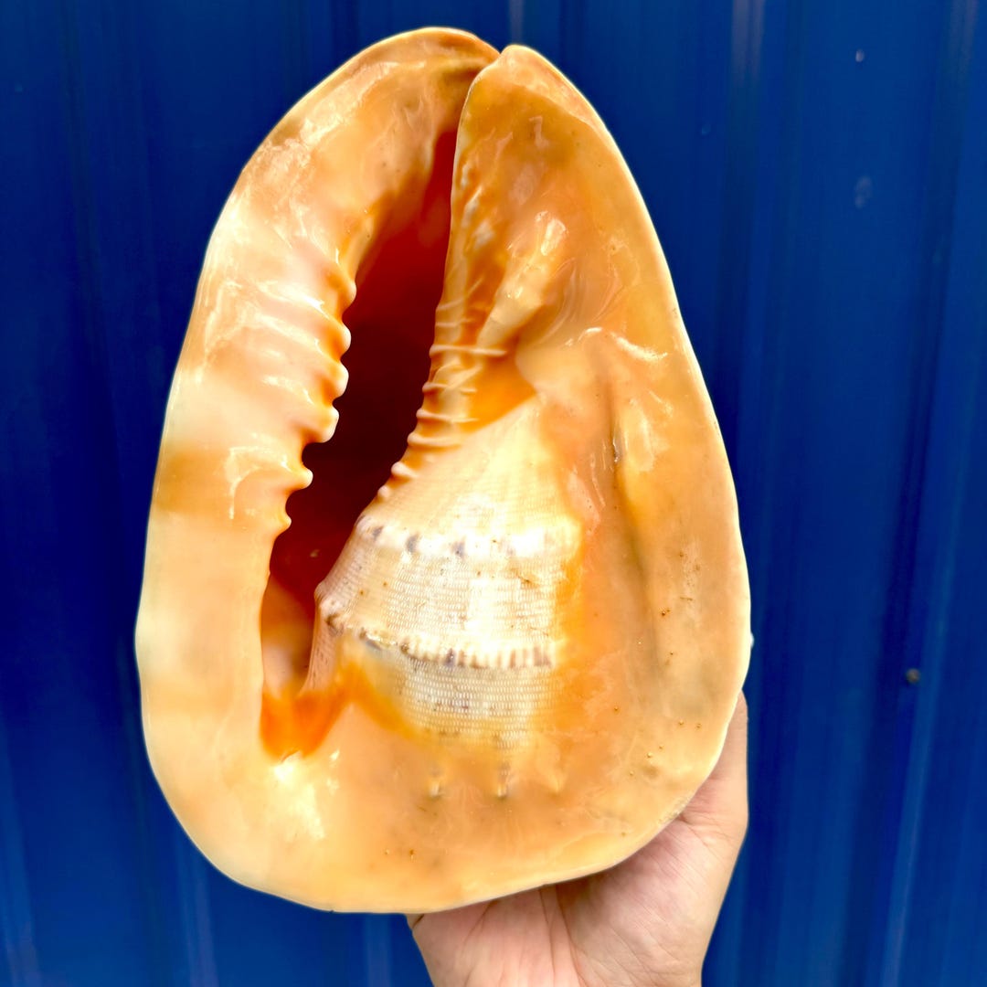 LARGE Queen Horned Helmet Conch Shell Sea Clam Healing Antique Seashell ...