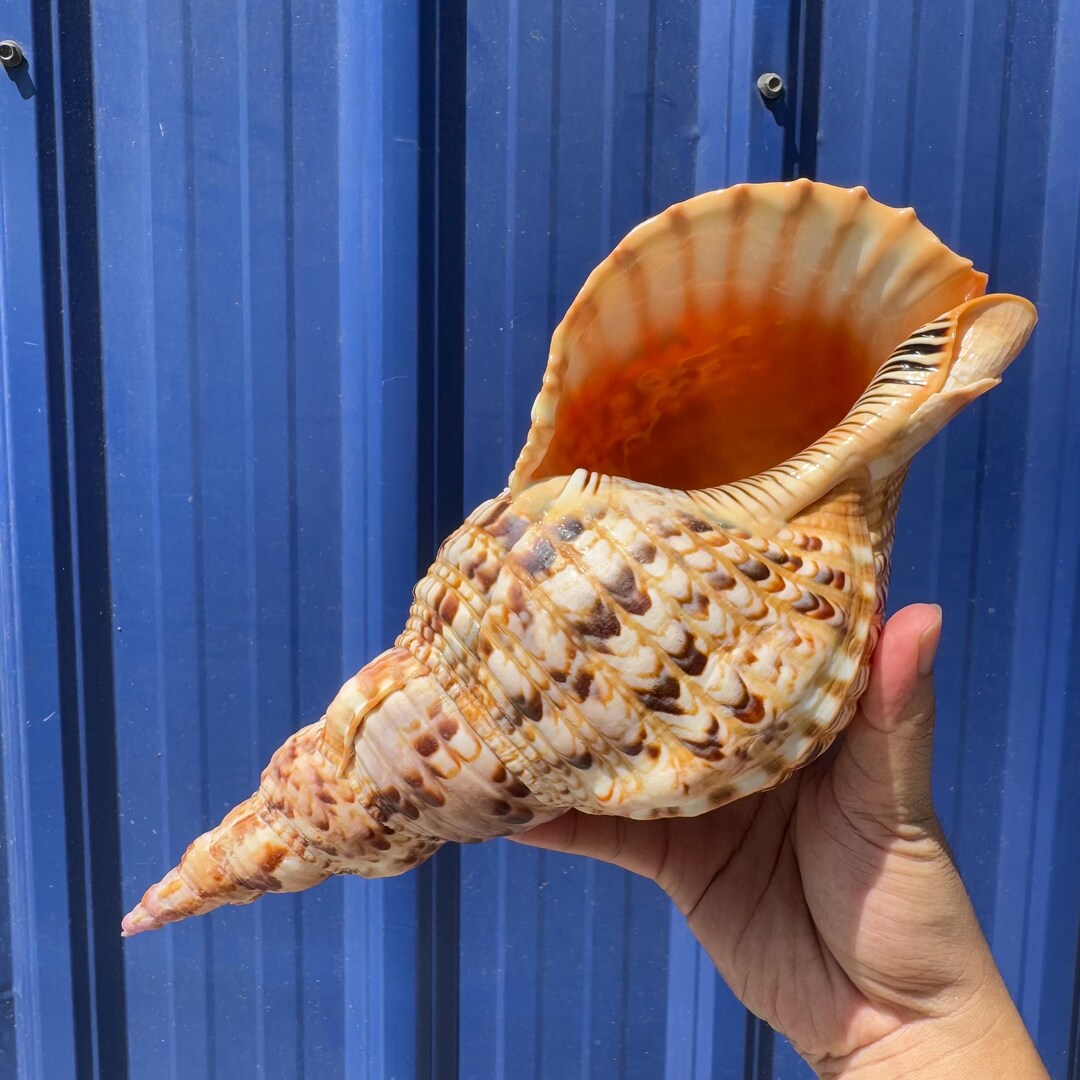 RARE! 30cm Triton’s Trumpet Shell Sea Clam Healing Antique Sea Shell ...
