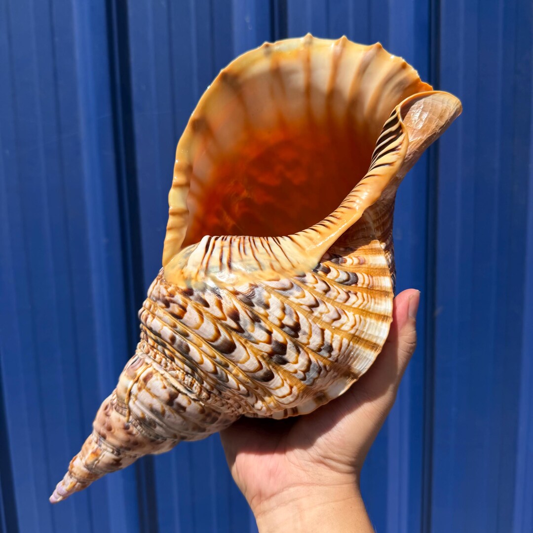 RARE! 35.5cm LARGE Triton’s Trumpet Shell Sea Clam Healing Antique Sea ...