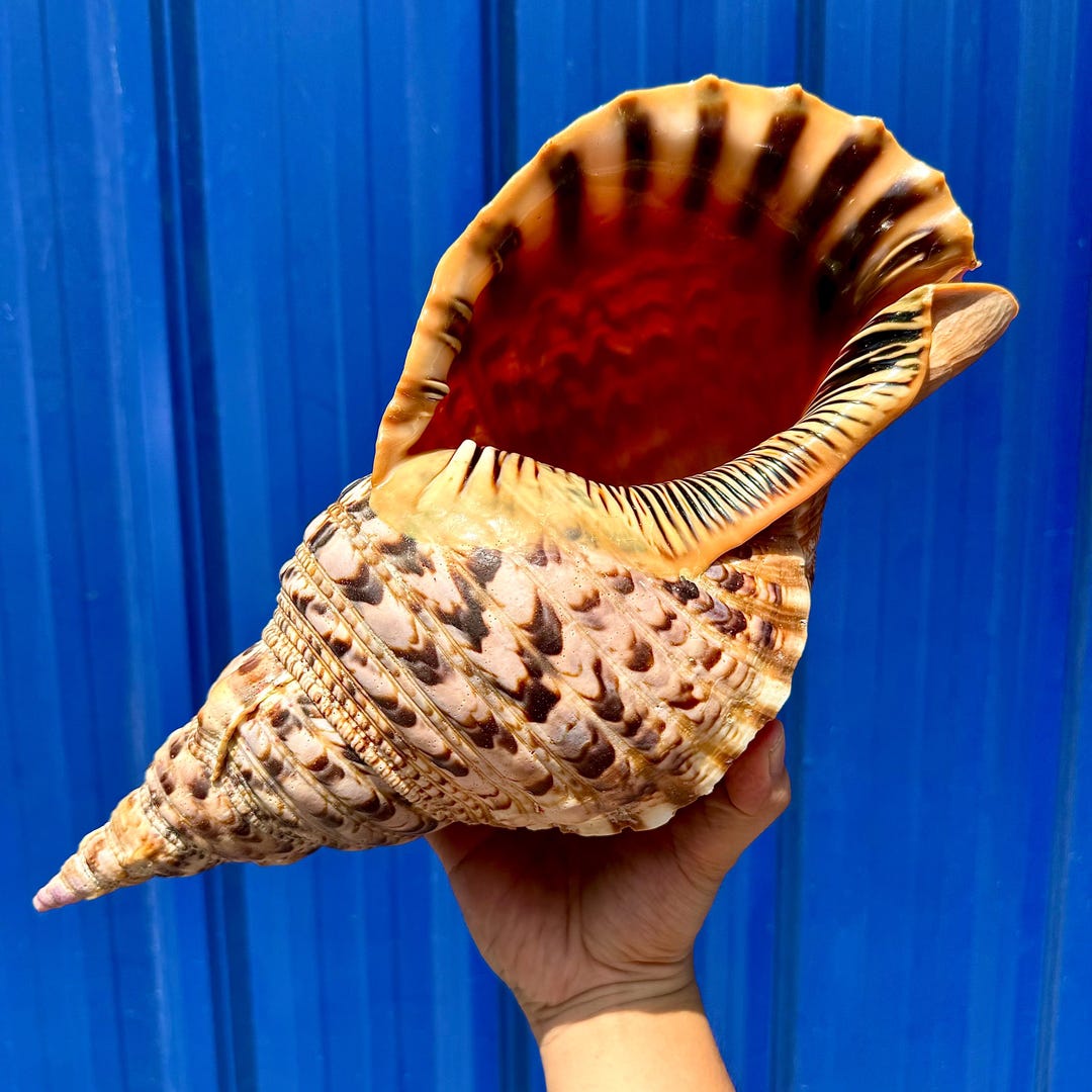 RARE! 37CM HUGE Triton’s Trumpet Shell Sea Clam Healing Antique Sea ...